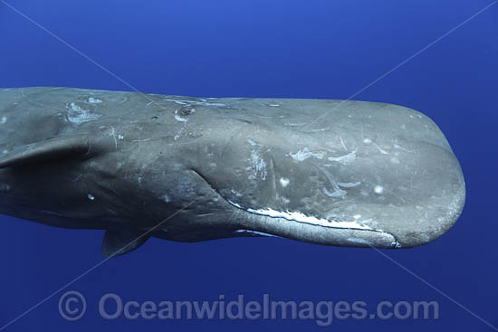 Sperm Whales Swag