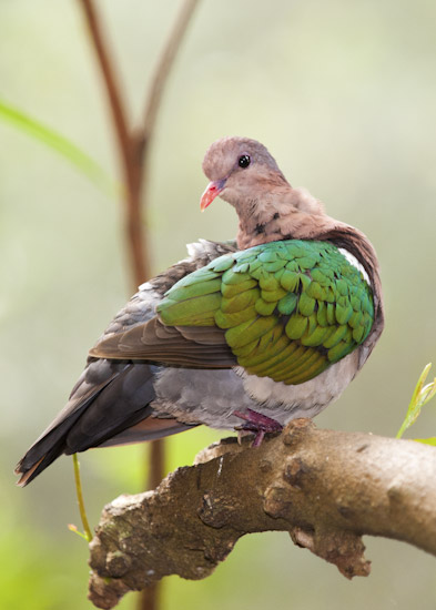 Tropical Pigeon