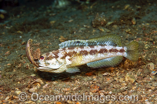 Banded Jawfish