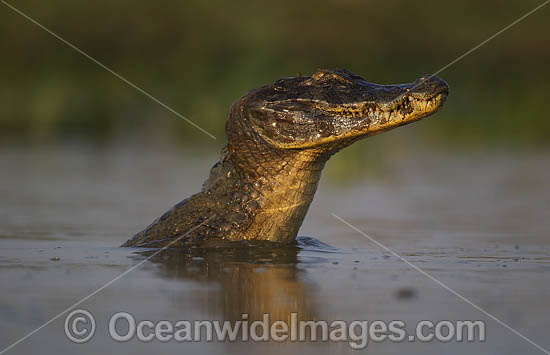 Caiman Crocodile Attack