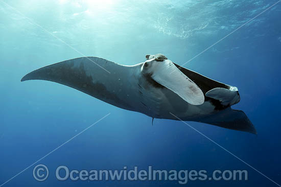 Manta Rays Are Brown