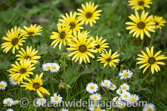Daisies Flowers In Australia | Best Flower Site