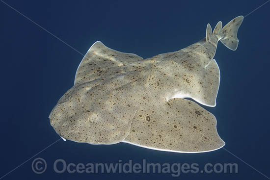 Pacific Angelshark Photo