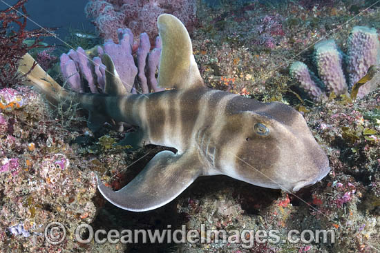 Zebra Bullhead Shark