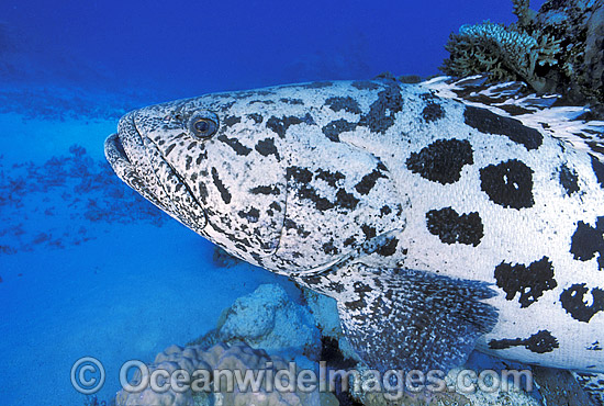 Potato Cod Epinephelus tukula Photo